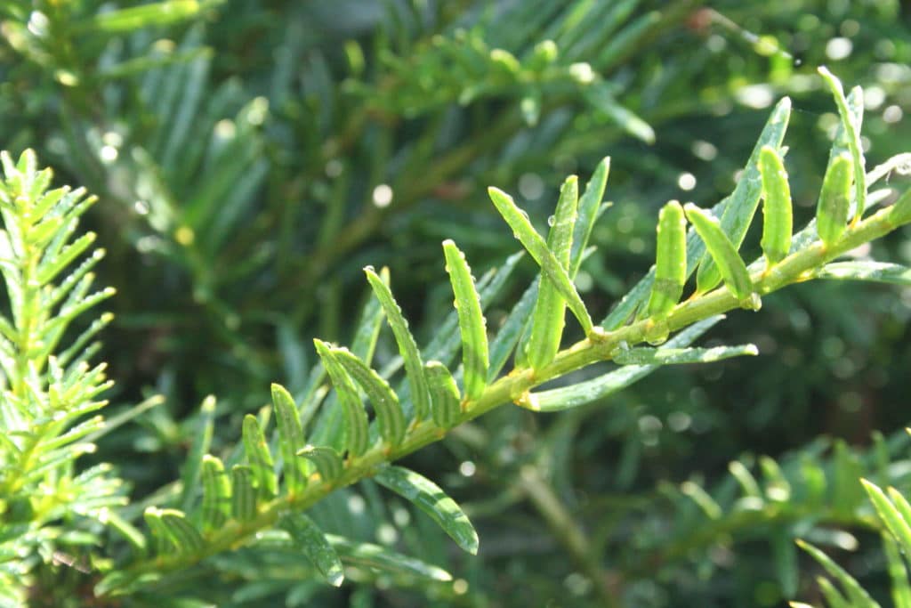Haag Taxus met kluit Archieven - Kwekerij Top & Top