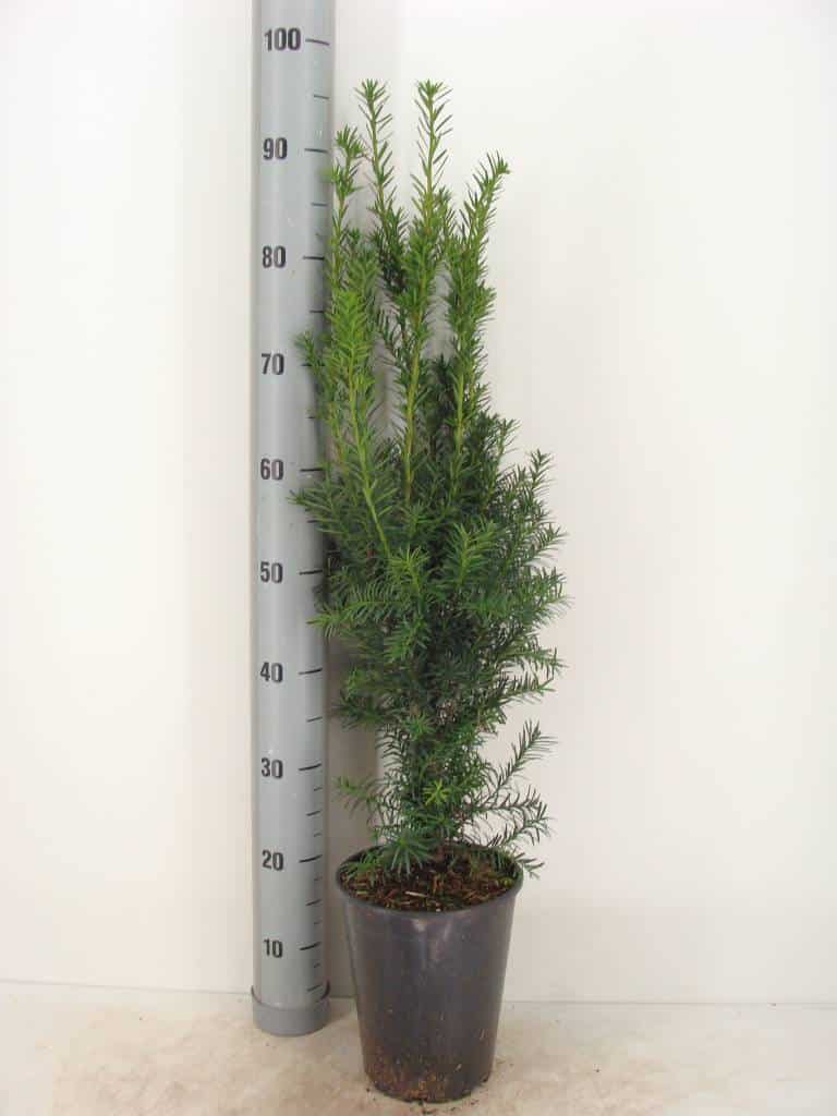 Taxus Hicksii in pot, maat 60-80 - Kwekerij Top & Top
