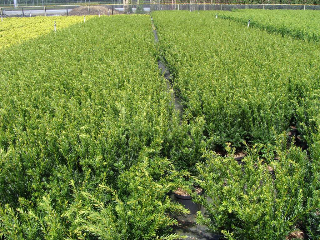 Taxus media Hicksii - Kwekerij Top & Top