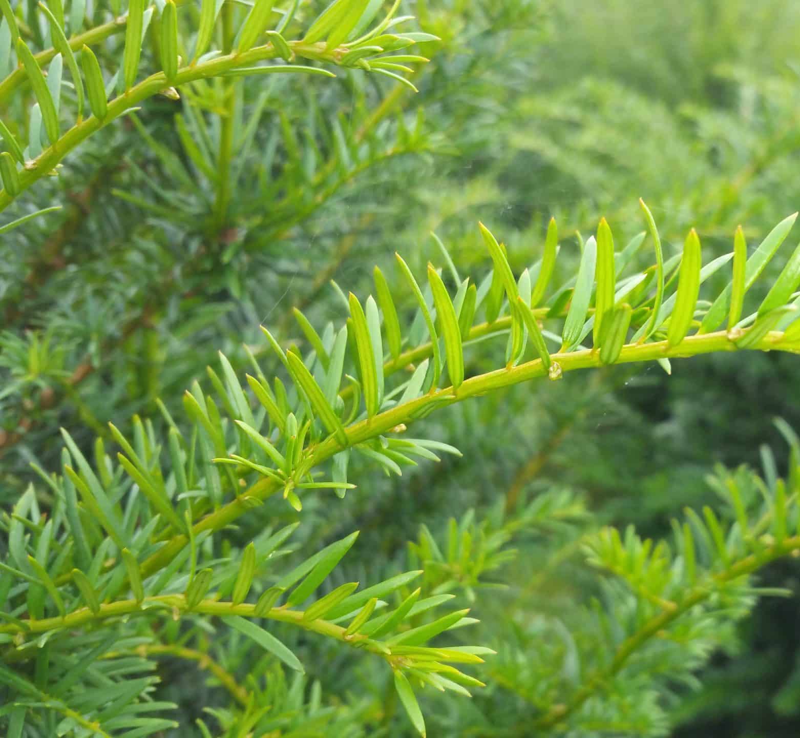 Haag Taxus | kwekerijtopentop.nl