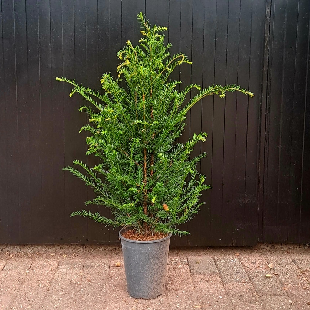 Taxus met kluit, in pot of wortelgoed - Kwekerij Top & Top