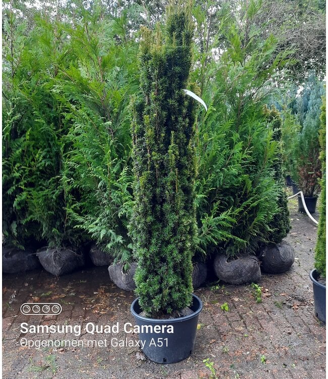 Taxus vormen Archieven - Kwekerij Top & Top
