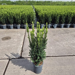 Taxus planten - Kwekerij Top & Top